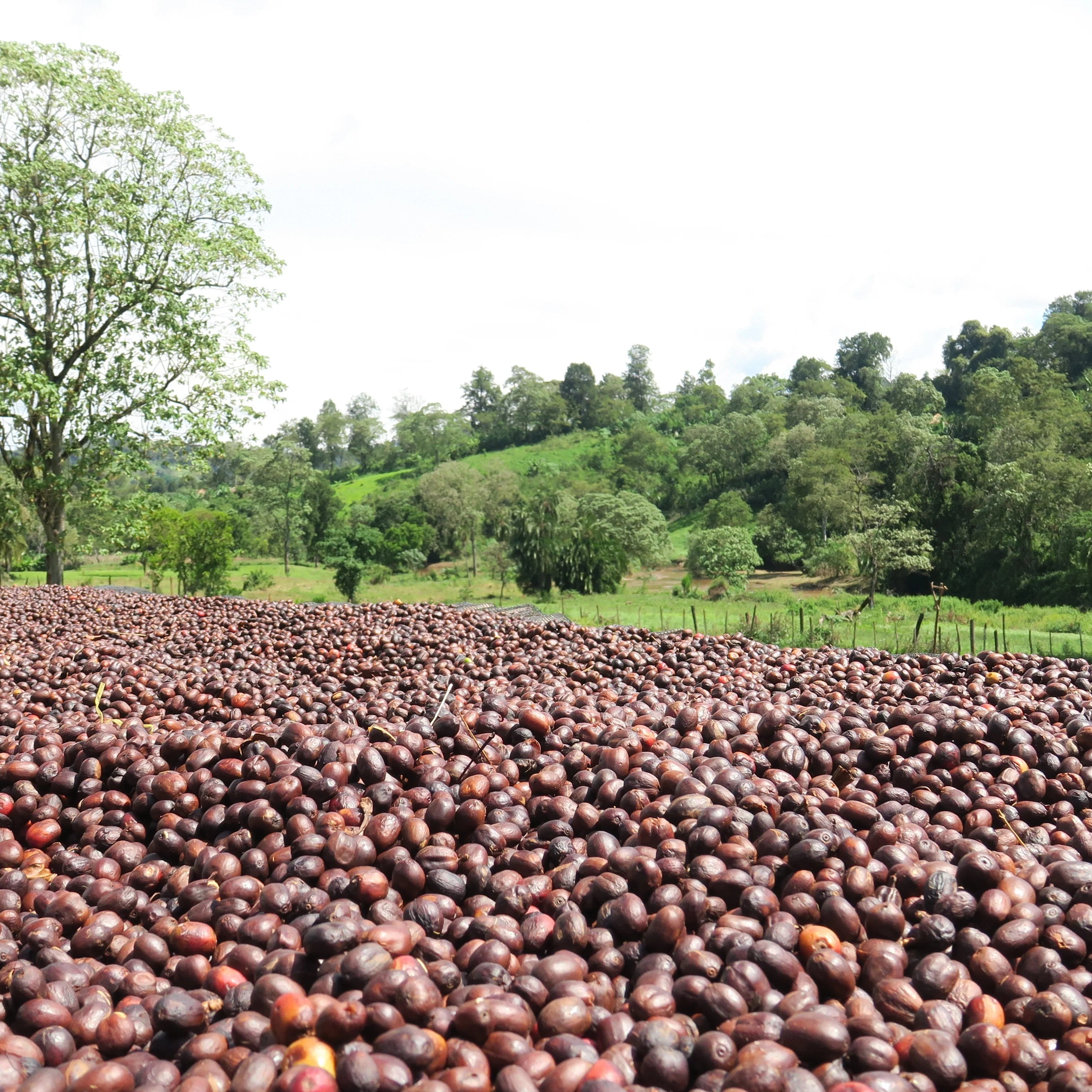 Love Notes Espresso | 49th Parallel Coffee Roasters