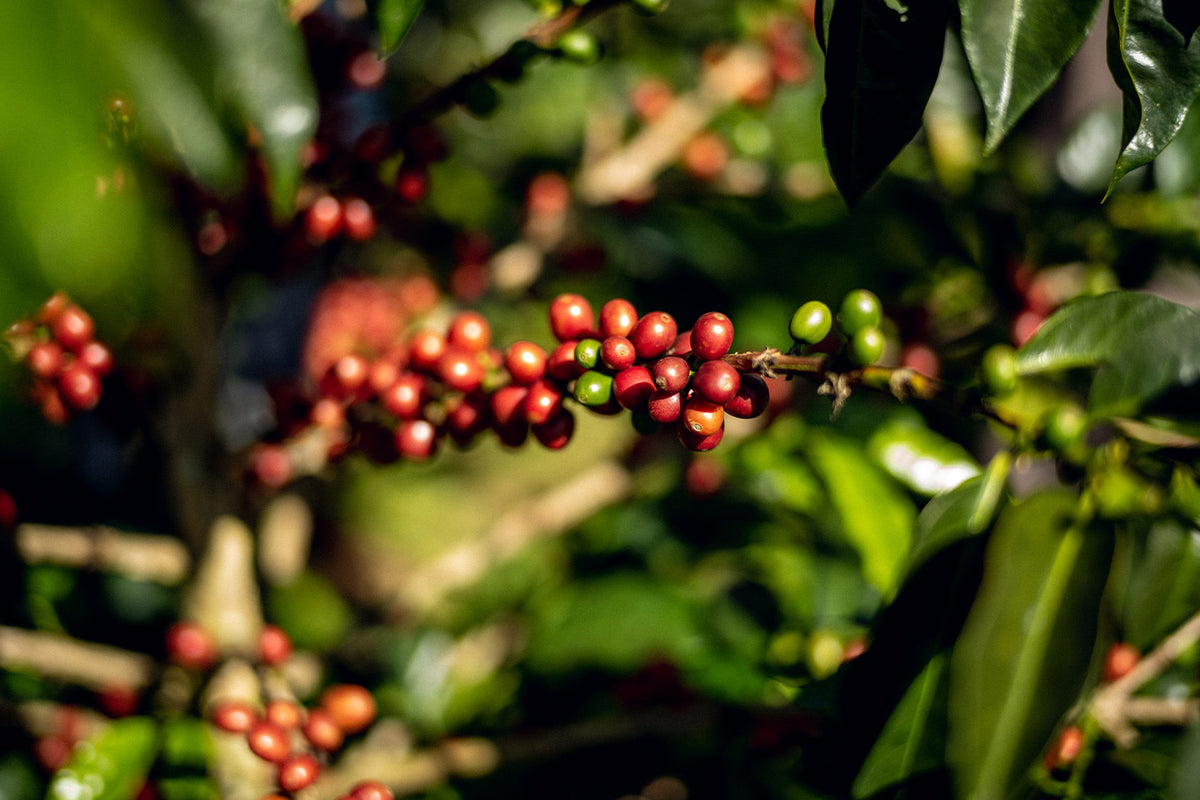 Women in Coffee: Maria Pacas, Café Pacas El Salvador | Blog | 49th ...