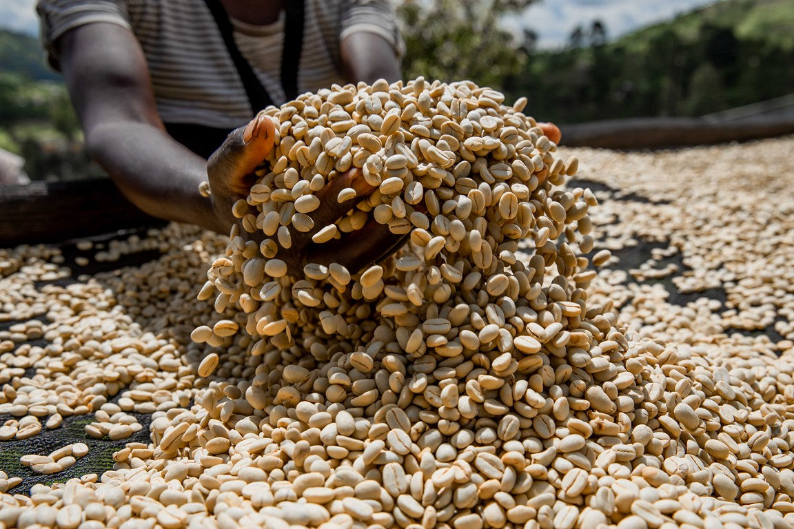 Celebrating Rwanda Abakundakawa: A Coffee Co-op Powered by Women and ...